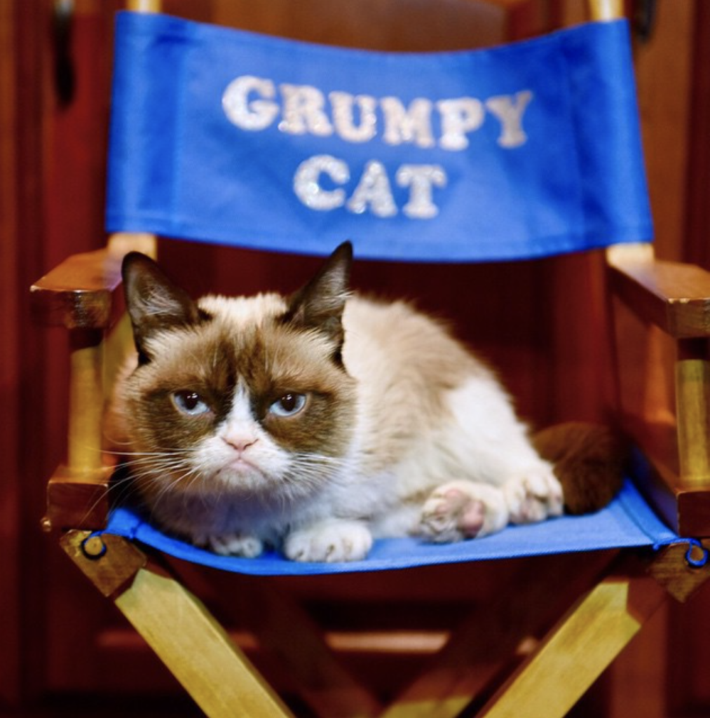 Grumpy Cat : La chatte grincheuse qui a conquis le Monde - Elodie ...